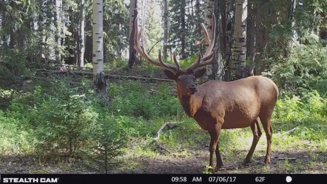 Stealth Cam DS4K Elk | Bowhunting.com