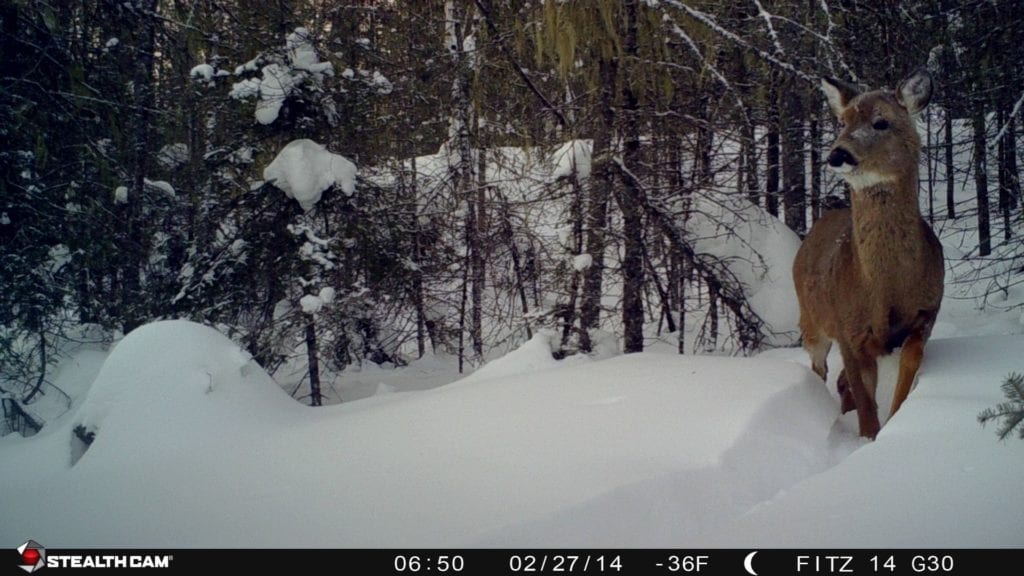 How To Get Better Trail Cam Photos | Bowhunting.com