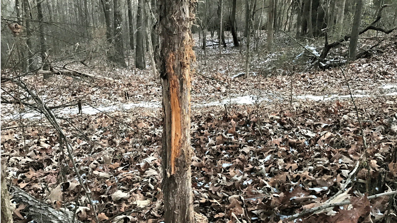 Fact or Fiction: Big Bucks Make Big Rubs | Bowhunting.com