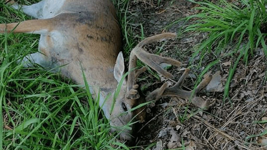 Is EHD Spreading in Kentucky's Deer Herd? | Bowhunting.com