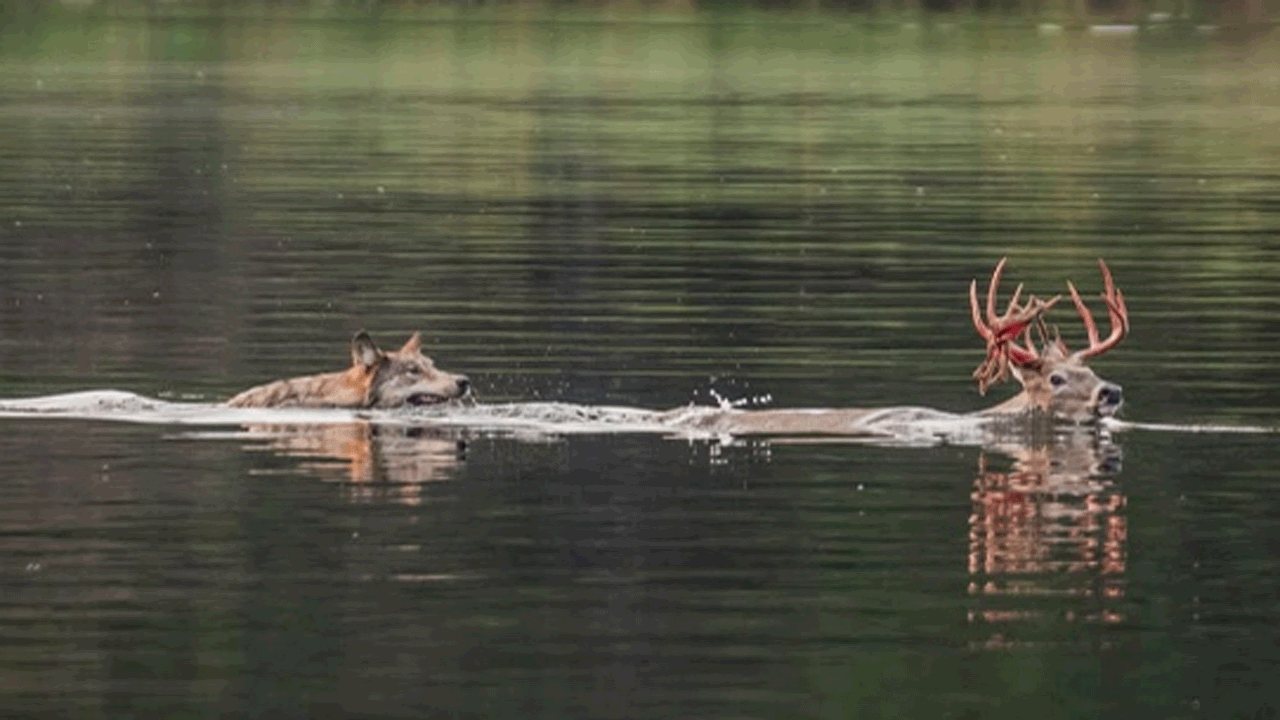 Buck Attempts to Outswim Wolf: Who Wins? | Bowhunting.com