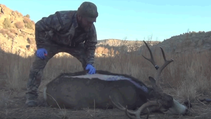 How to Use the Gutless Field Dressing Method [VIDEO] | Bowhunting.com