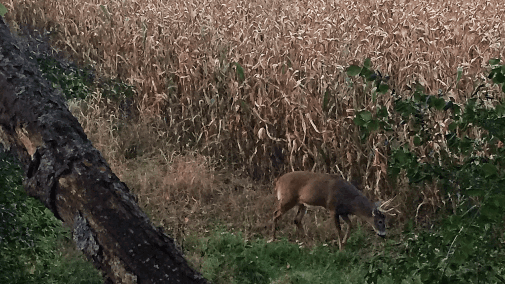 First Deer Hunt | Bowhunting.com