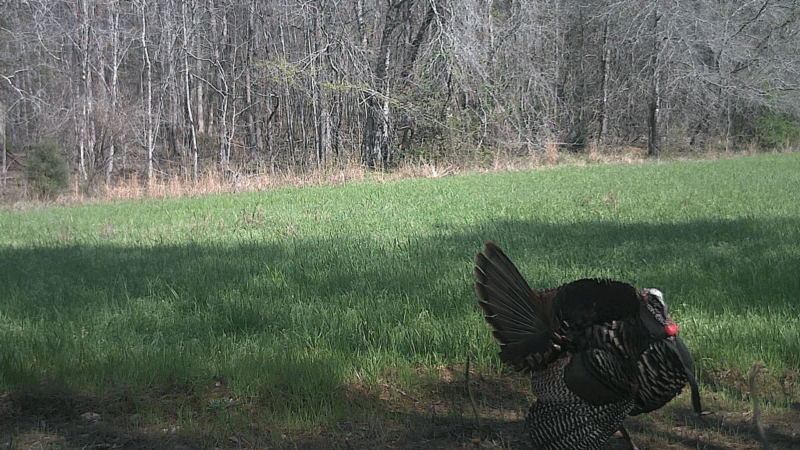Best Food Plots for Turkeys | Bowhunting.com
