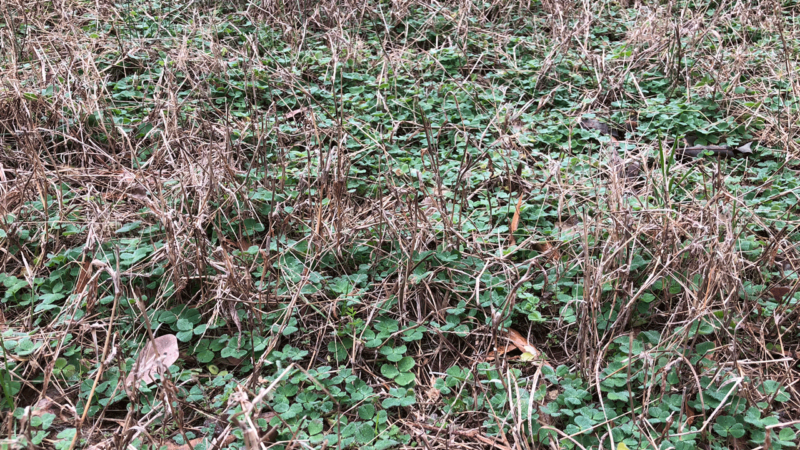 Best Food Plots for Turkeys | Bowhunting.com