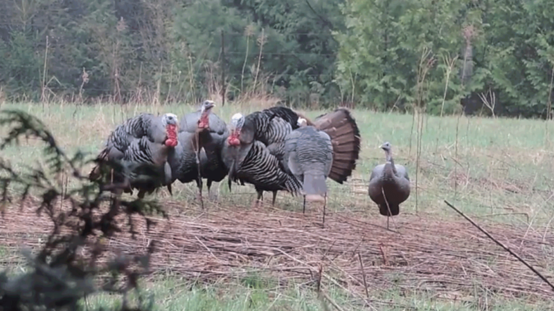Head Shot vs. Body Shot for Turkeys: Which Works Best? | Bowhunting.com