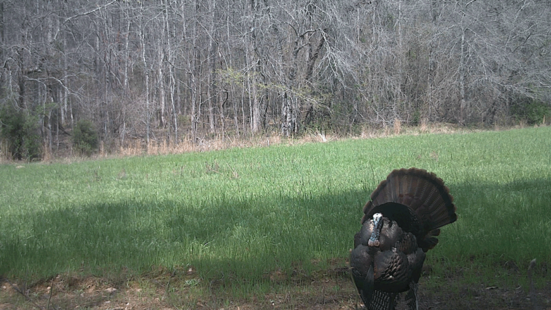 Best Food Plots for Turkeys | Bowhunting.com