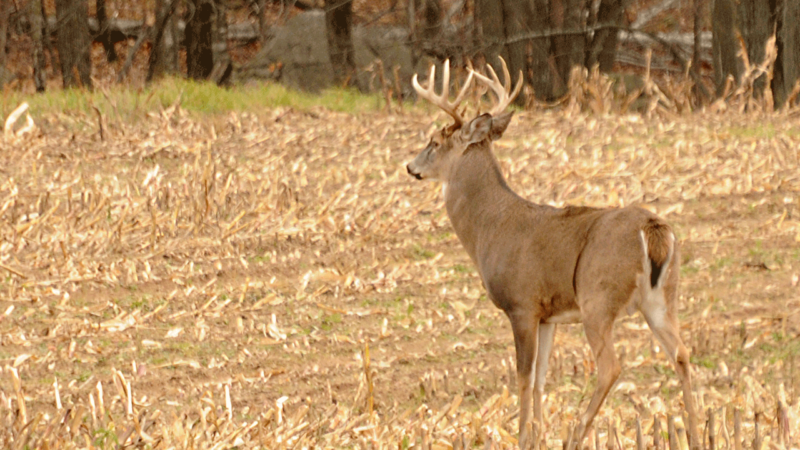 10 Affordable Deer Hunting States