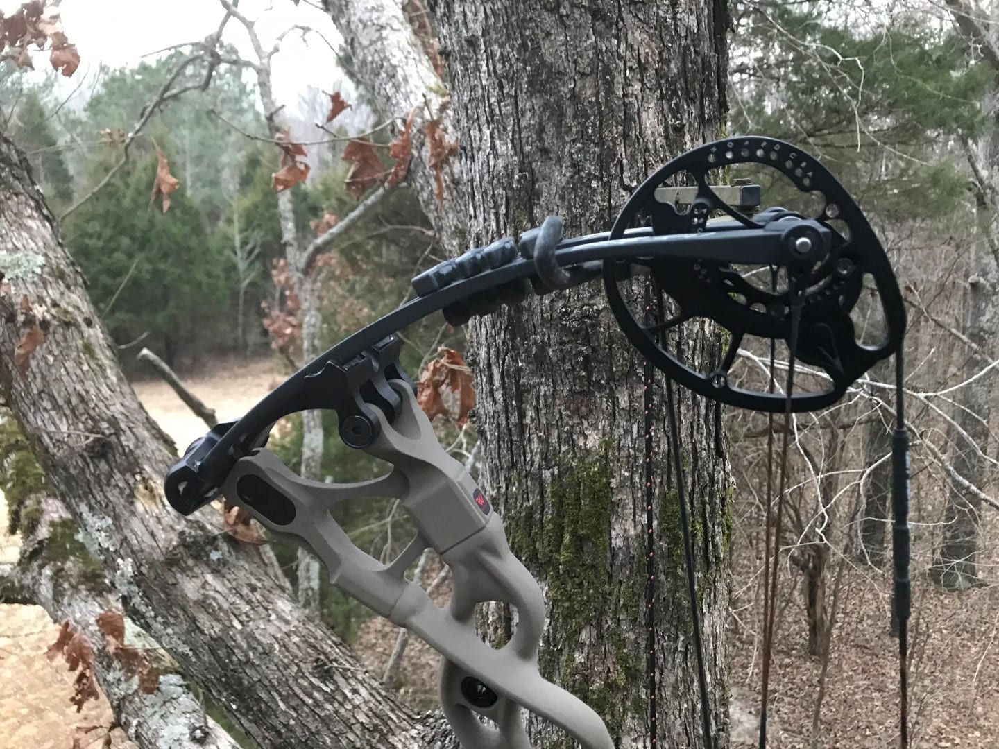 Hoyt Carbon RX-1 Bow Review