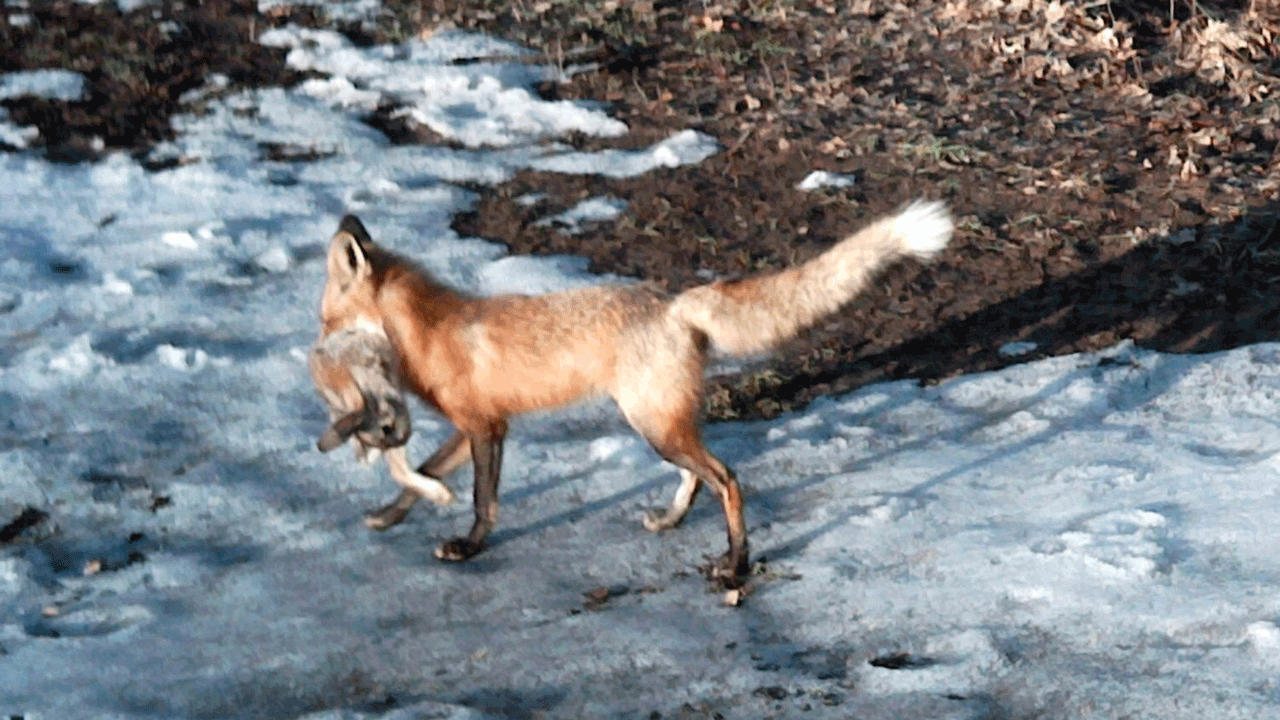 Predators Don't 'Coexist' With Prey
