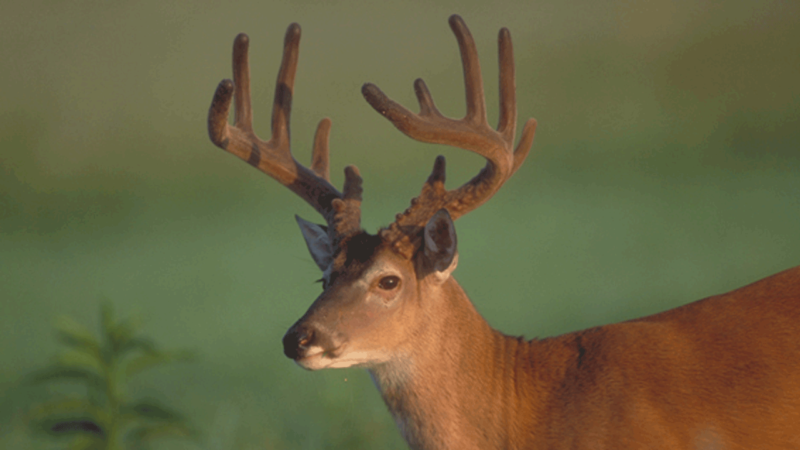 Tennessee Velvet Buck Hunt Scheduled for August