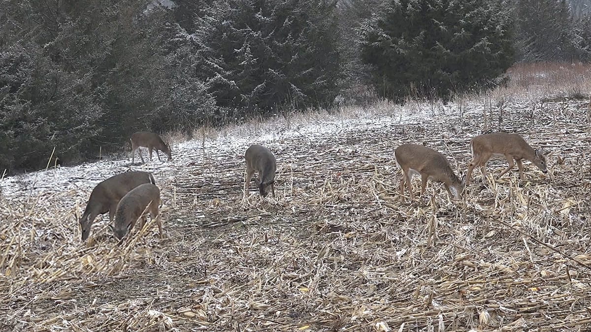 Trophy Doe Contest! Who shoots the biggest Doe? | Bowhunting.com