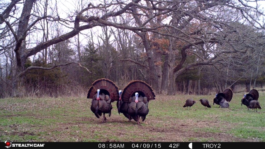 How to Find a Turkey for Opening Day