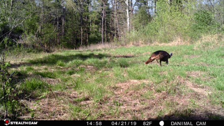 Hunting Red Color Phase Turkeys: Dan is the Man!