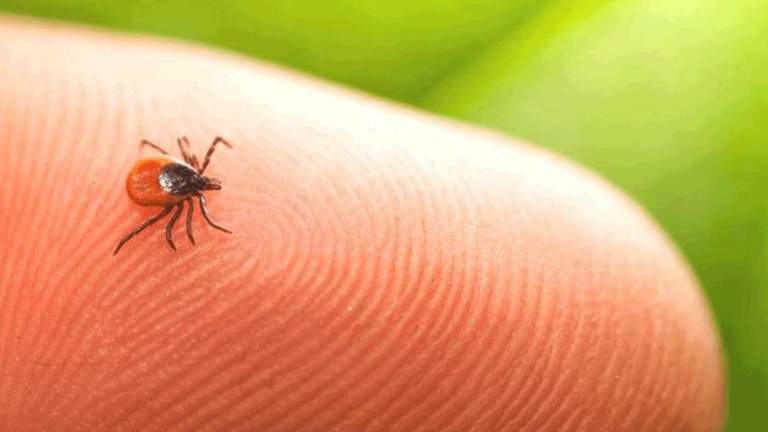16 Tick-Borne Diseases You Should Know