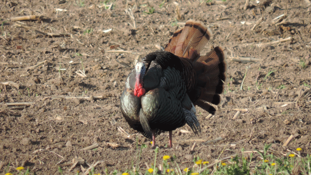 How to Kill a Late Season Turkey