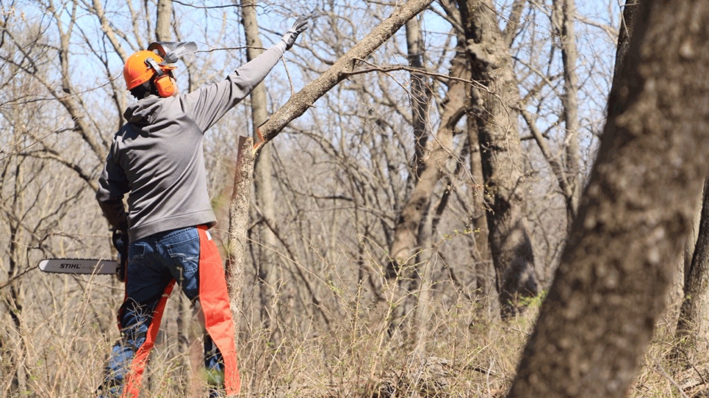 How to Start a Timber Stand Improvement Project