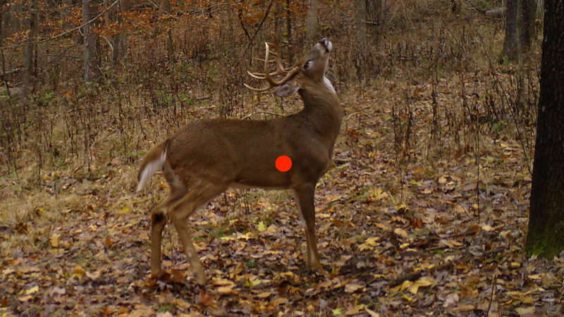 Shot Placement for Deer