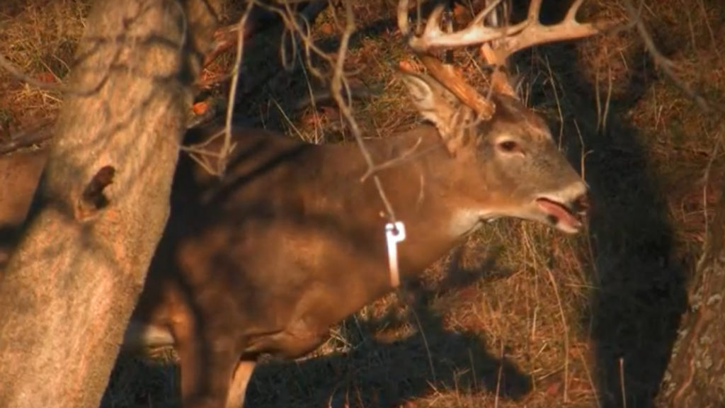 Should Deer Urine for Hunting be Banned to Slow the Spread of CWD?