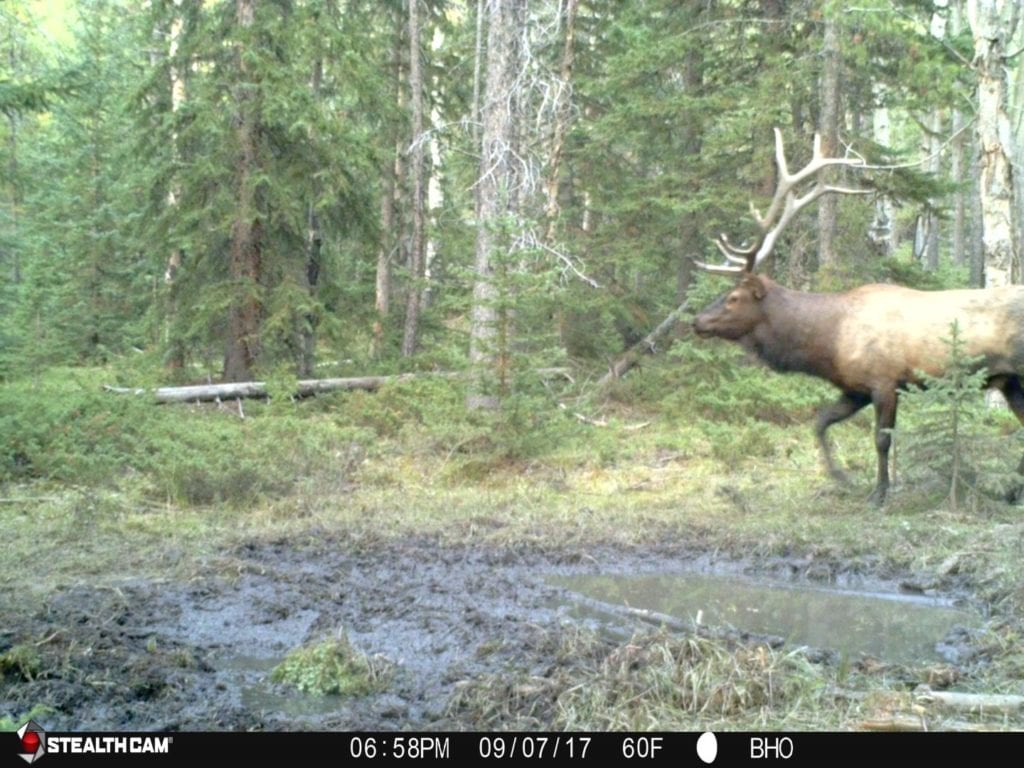 How to Hunt an Elk Wallow