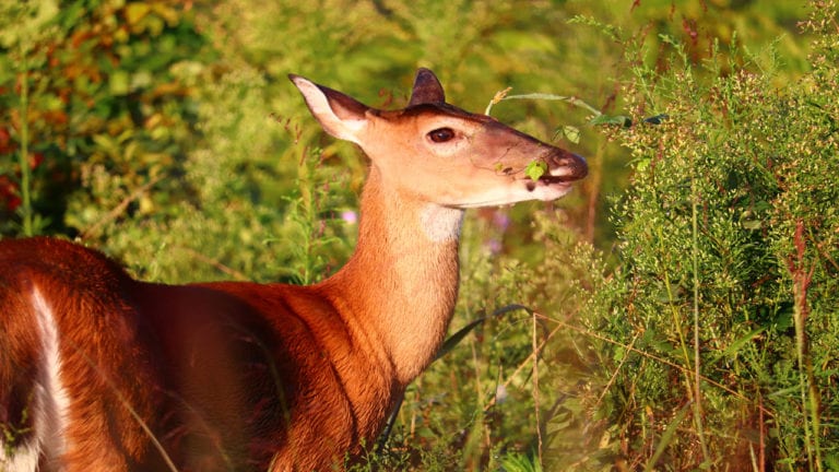 First Case of CWD Discovered in Florida