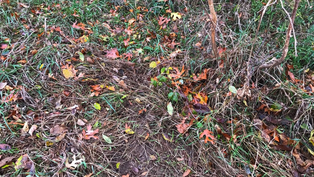What is the Pre-Rut and When Does it Start?