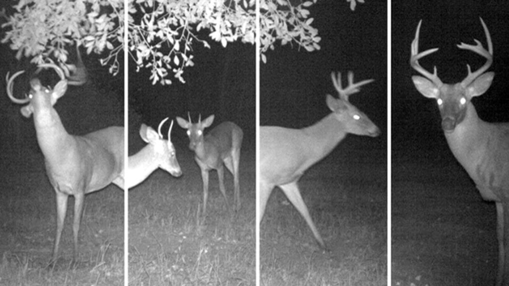 What's the Best Age-Class Buck to Pass for Quality Deer Management?