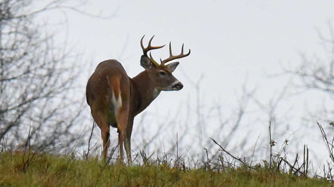 Hunting in the Rain: Waste of time or worth the effort?