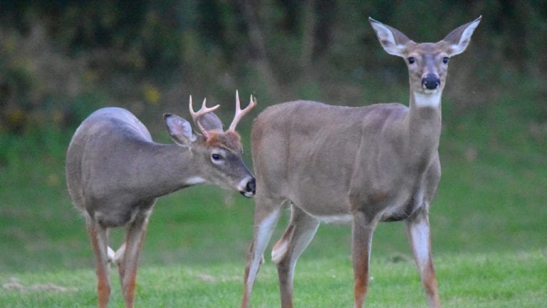 Pre-Rut Hunting Tactics For October Whitetails | Pre Rut Hunting