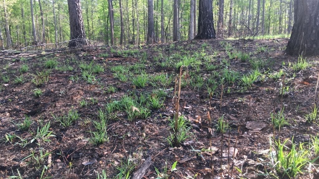Getting Started With Prescribed Fire | Bowhunting.com