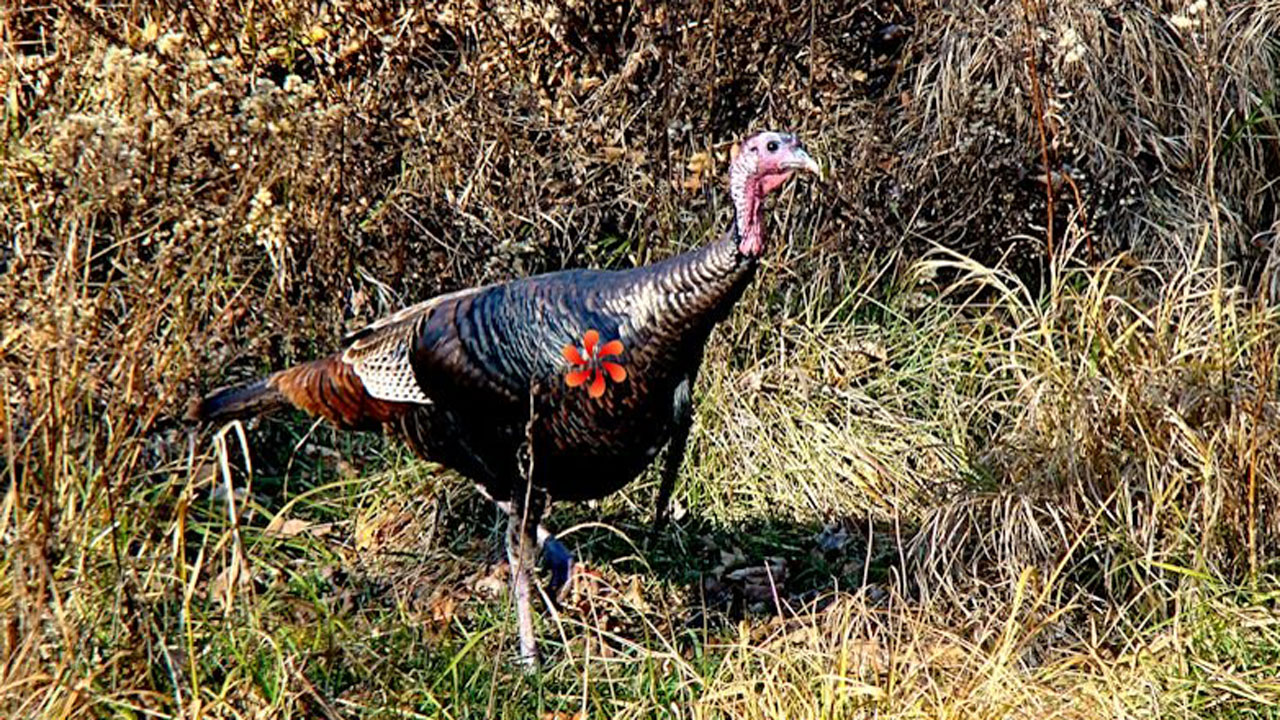 The Basics for Turkey Hunting with a Bow
