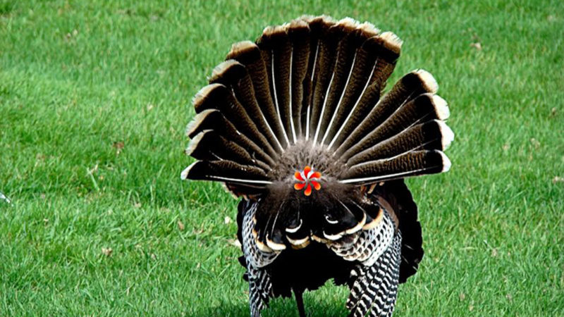 Strutting or Relaxed: What's the Best Turkey Shot to Take?