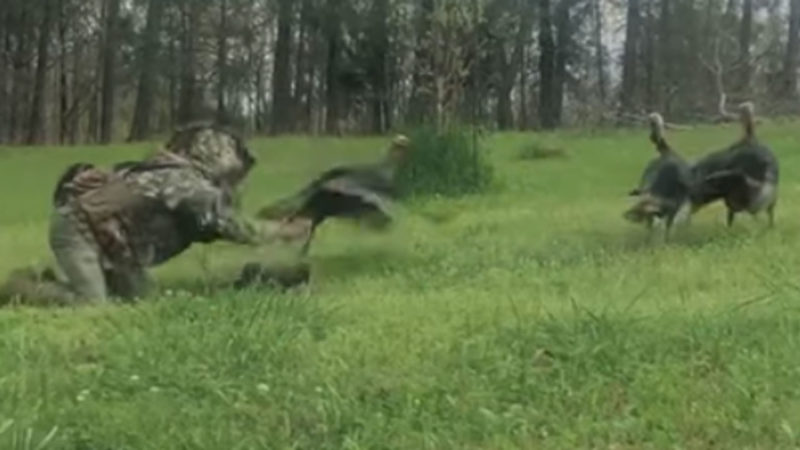 Hunter Catches Turkey With Bare Hands Using Decoy