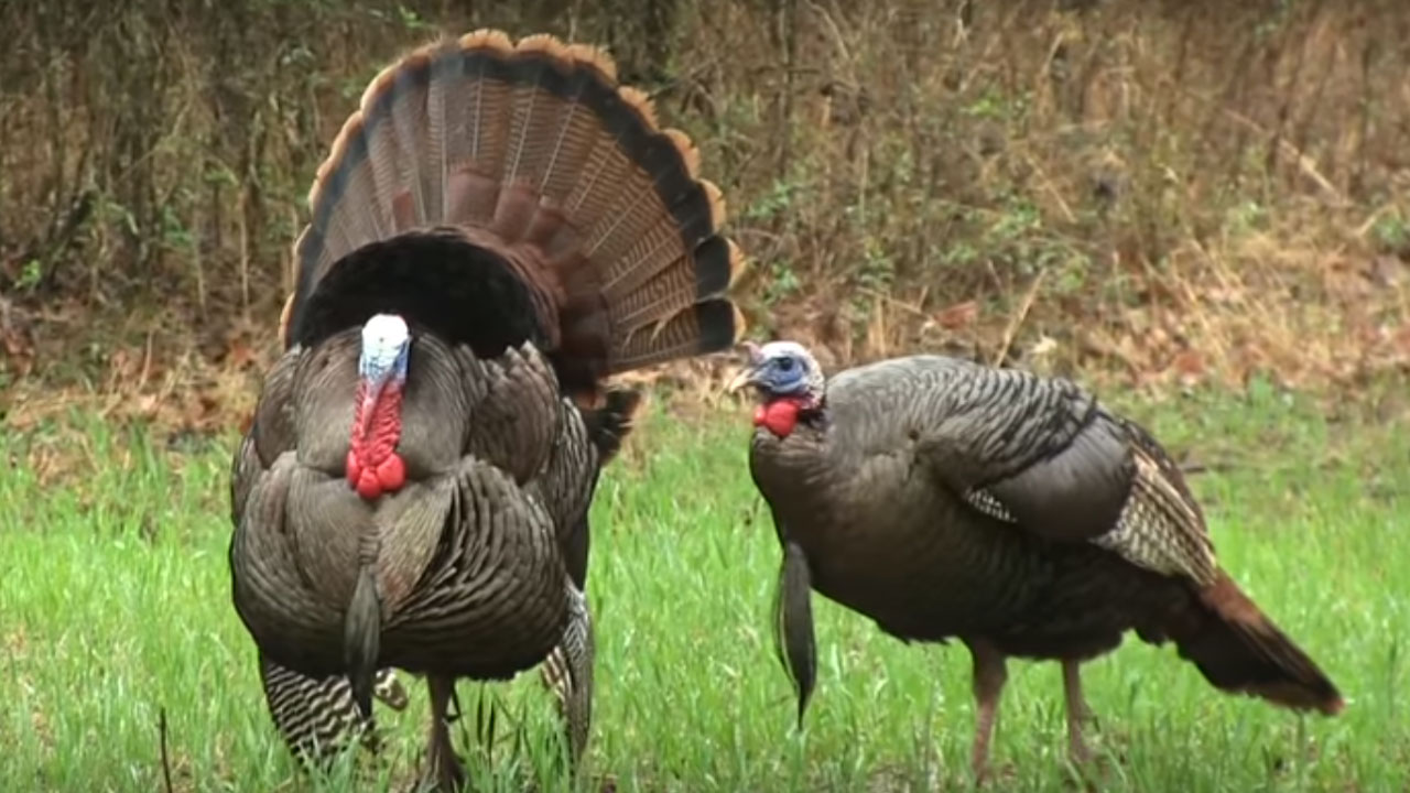How Effective is a Head Shot on a Turkey with a Bow? Watch This!