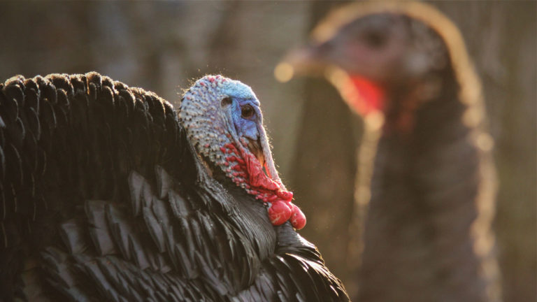 Turkey Calling Tips | Learn How To Use A Mouth Call, Slate Call and Box ...