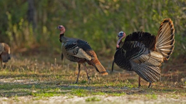 5 Reasons You Spook Turkeys