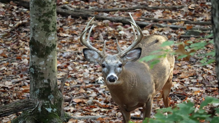 Pre-Rut Hunting Tactics For October Whitetails | Pre Rut Hunting