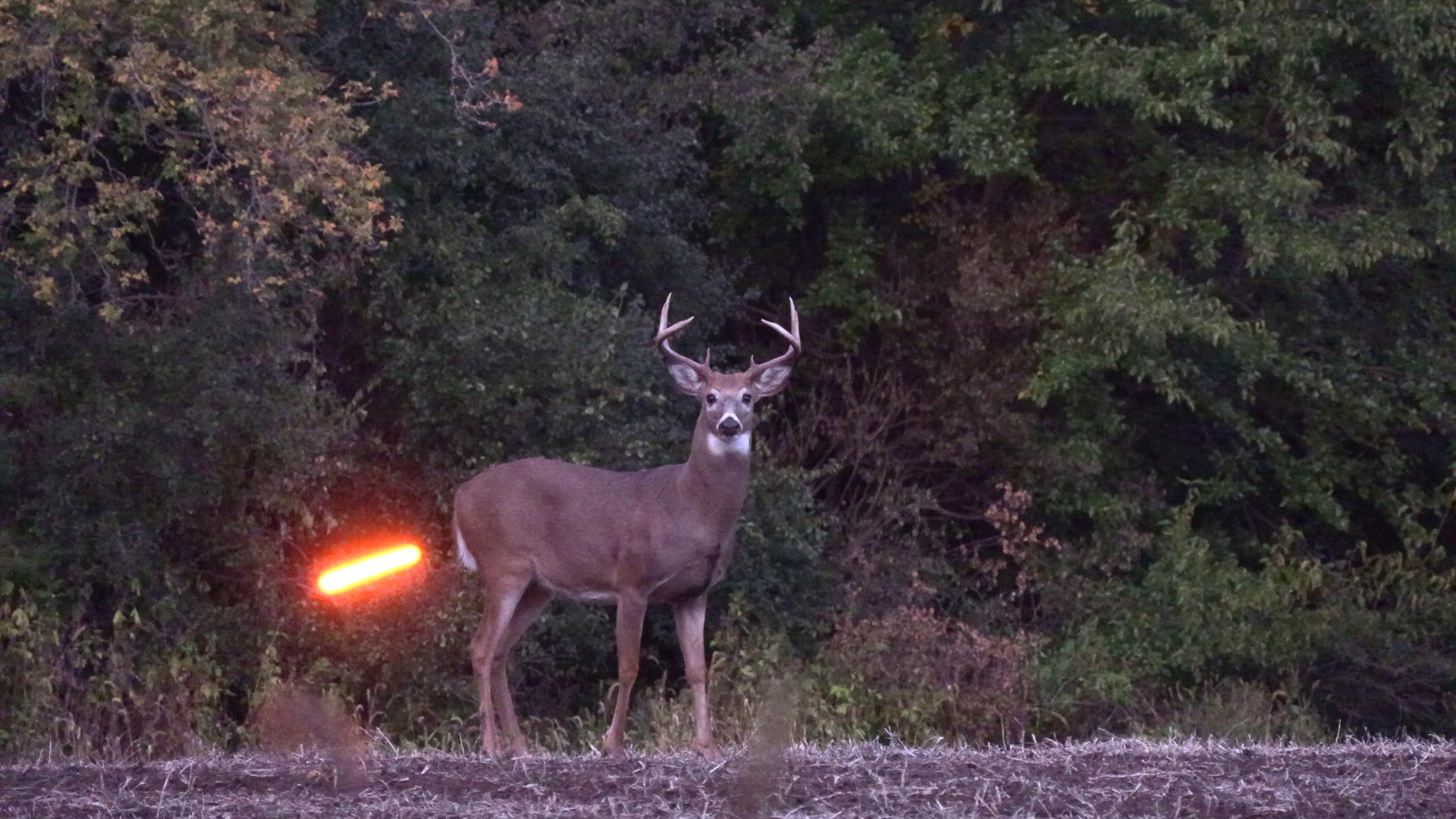 Opening Day Buck - 3 Keys to Success | Bowhunting.com