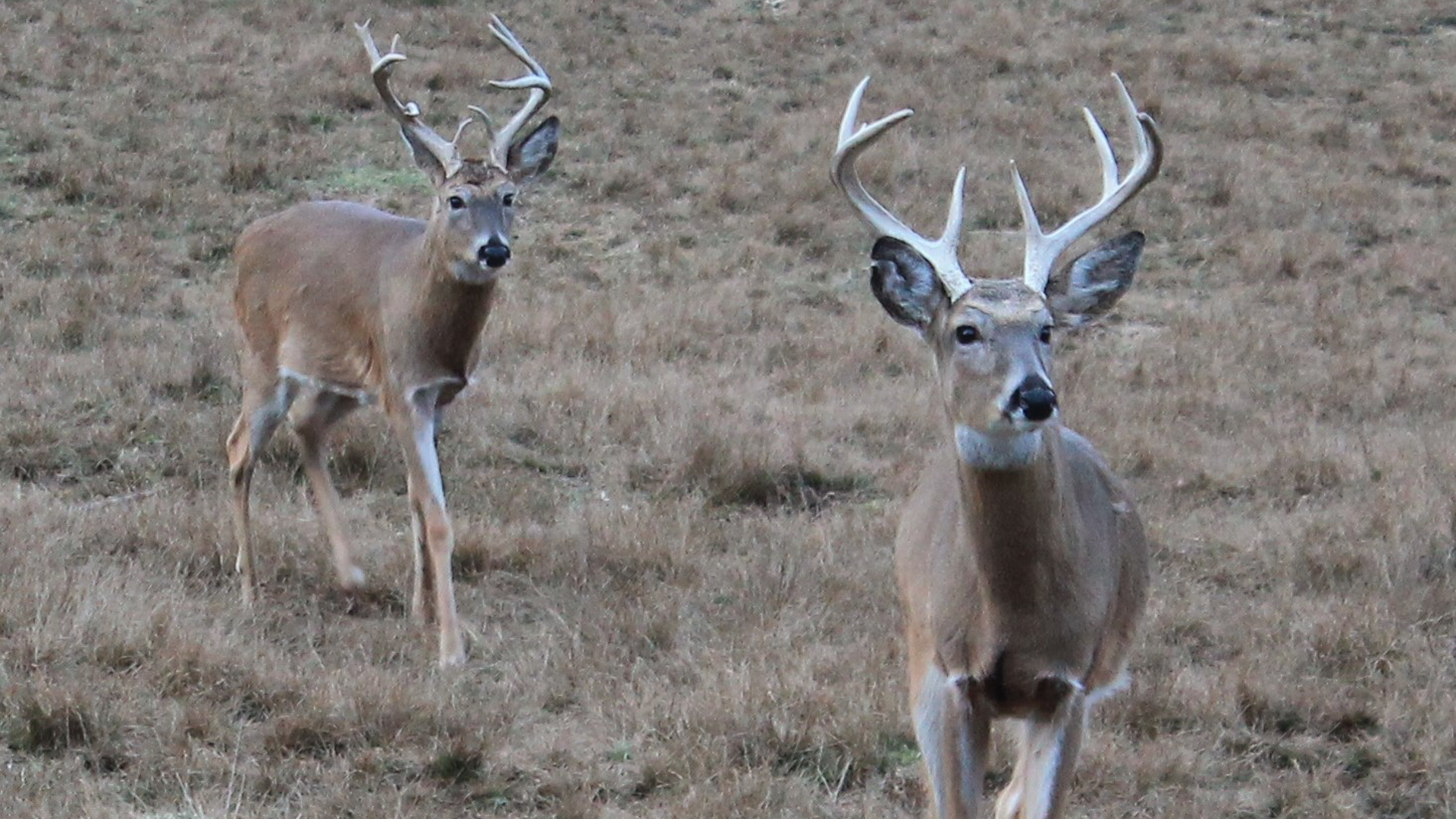 Pre-Rut Hunting Tactics For October Whitetails | Pre Rut Hunting