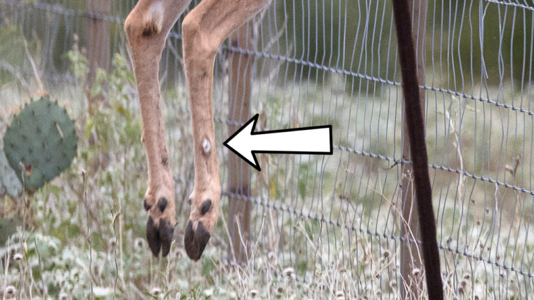 7 Whitetail Deer Glands and What They Do | Bowhunting.com