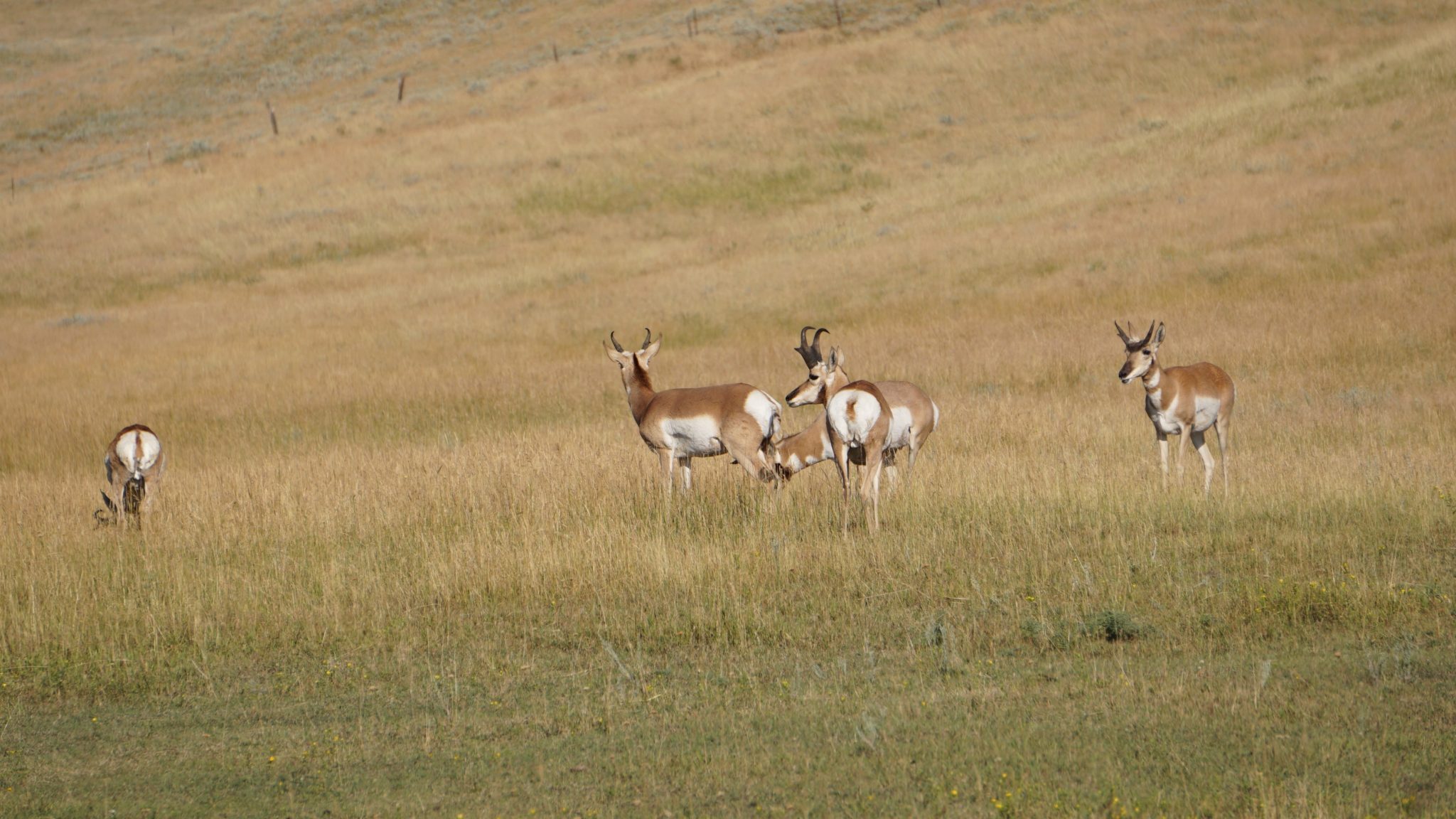 What To Expect On Your First Antelope Hunt | Bowhunting For Pronghorn