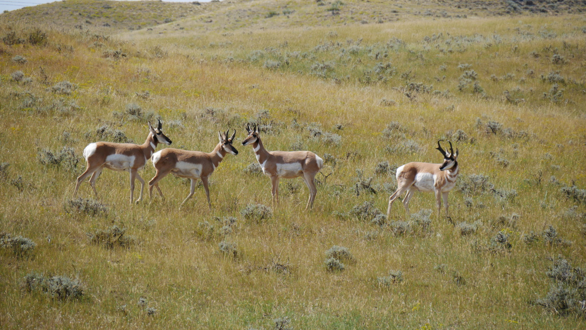 What To Expect On Your First Antelope Hunt | Bowhunting For Pronghorn
