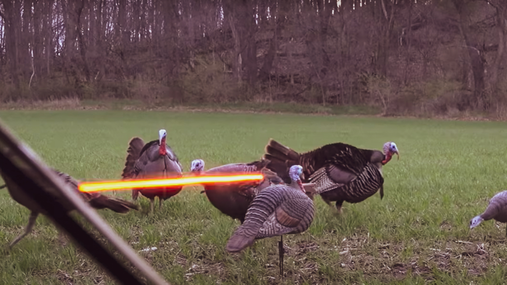 50 Gobblers in 5 Minutes