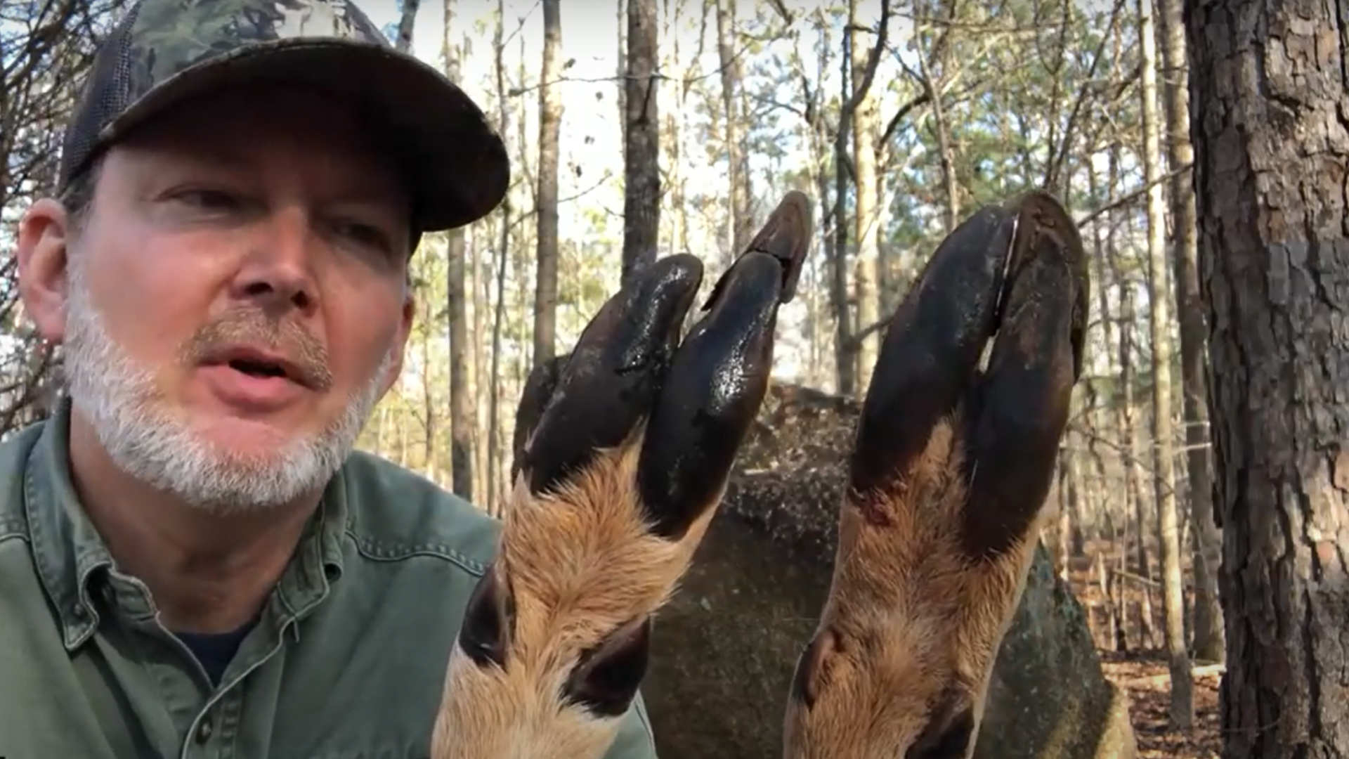 Cracked Deer Hooves: Why Does it Happen?