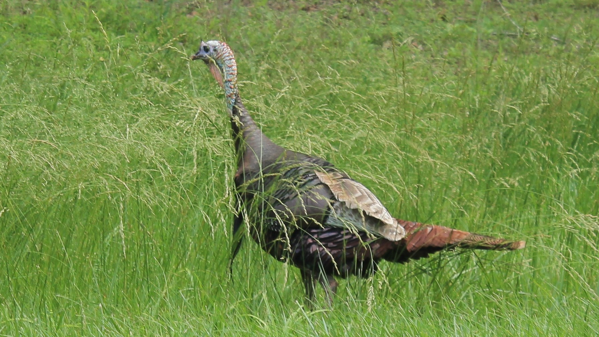 When Should Turkey Hunters Be More Aggressive?