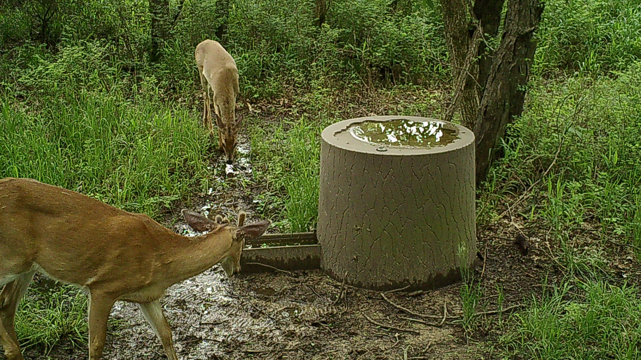 How to Create Structure for Deer Habitat