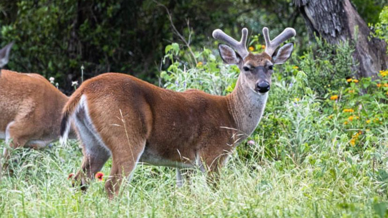 Age This Buck