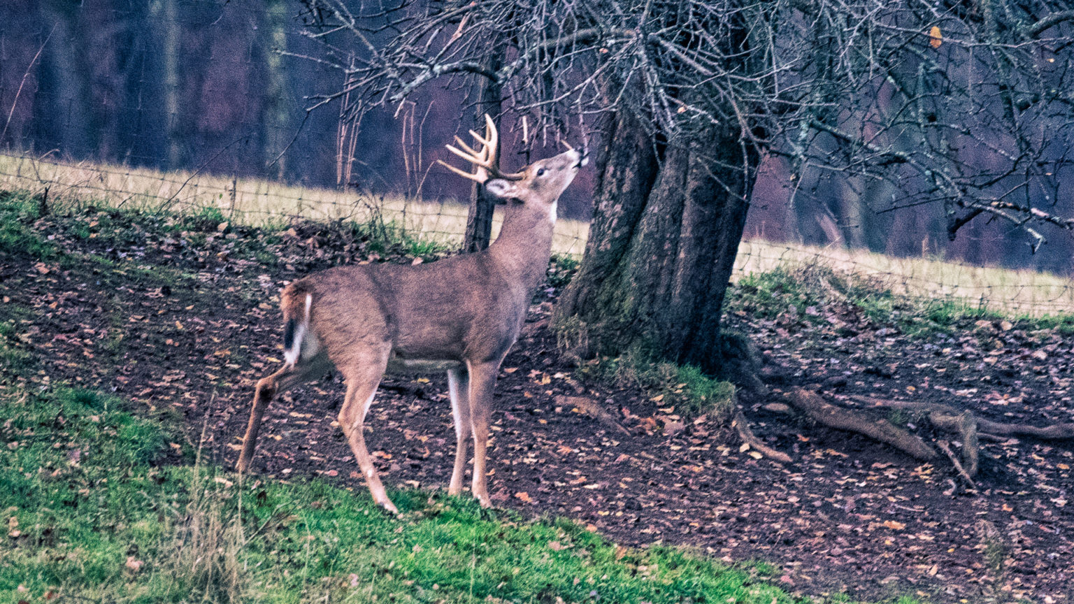 Pre-Rut Hunting Tactics For October Whitetails | Pre Rut Hunting