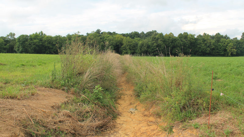How to Design the Perfect Kill Plot for Deer