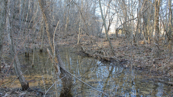 How to Design the Perfect Kill Plot for Deer